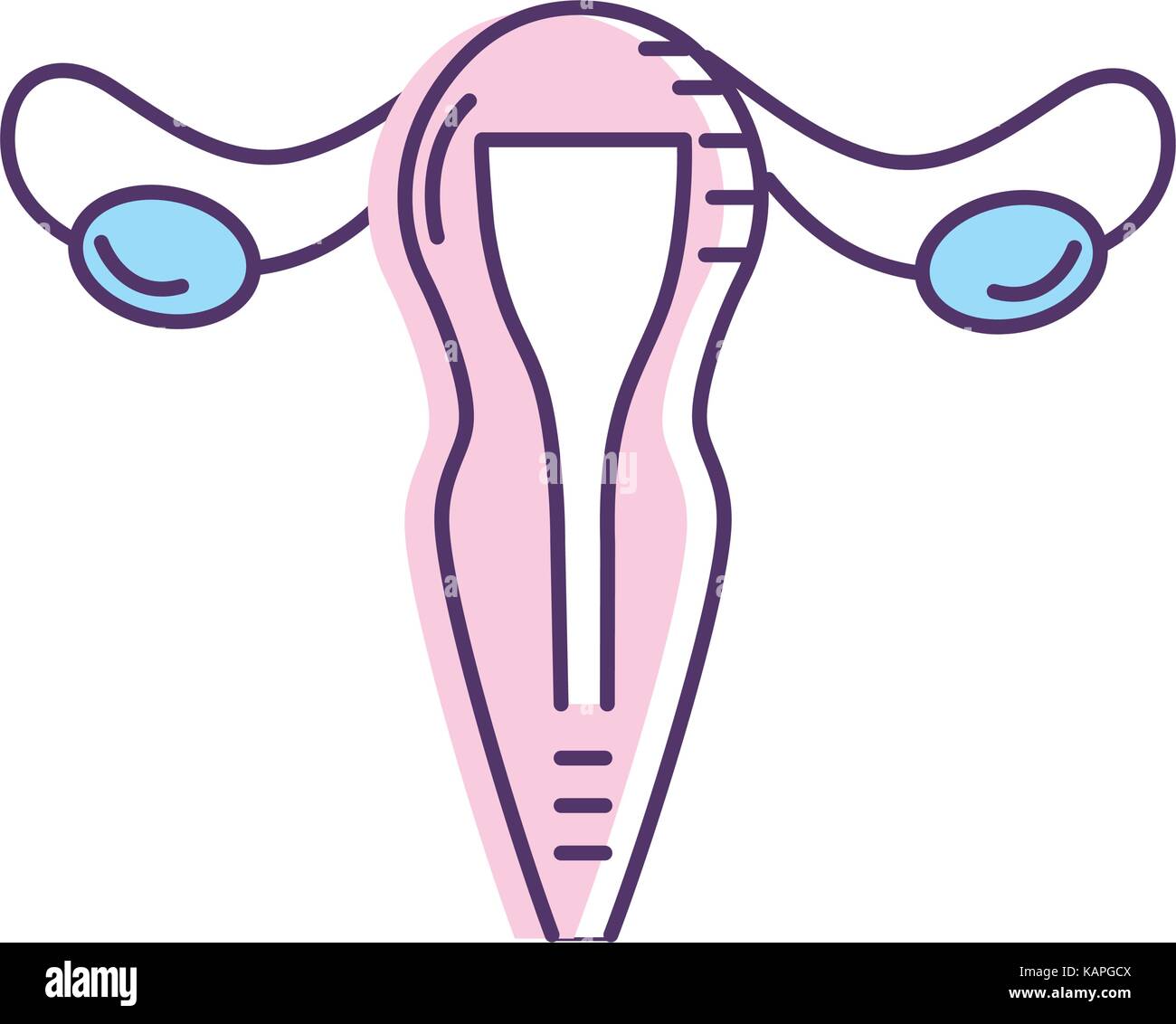 Fallopian Tube High Resolution Stock Photography and Images - Alamy