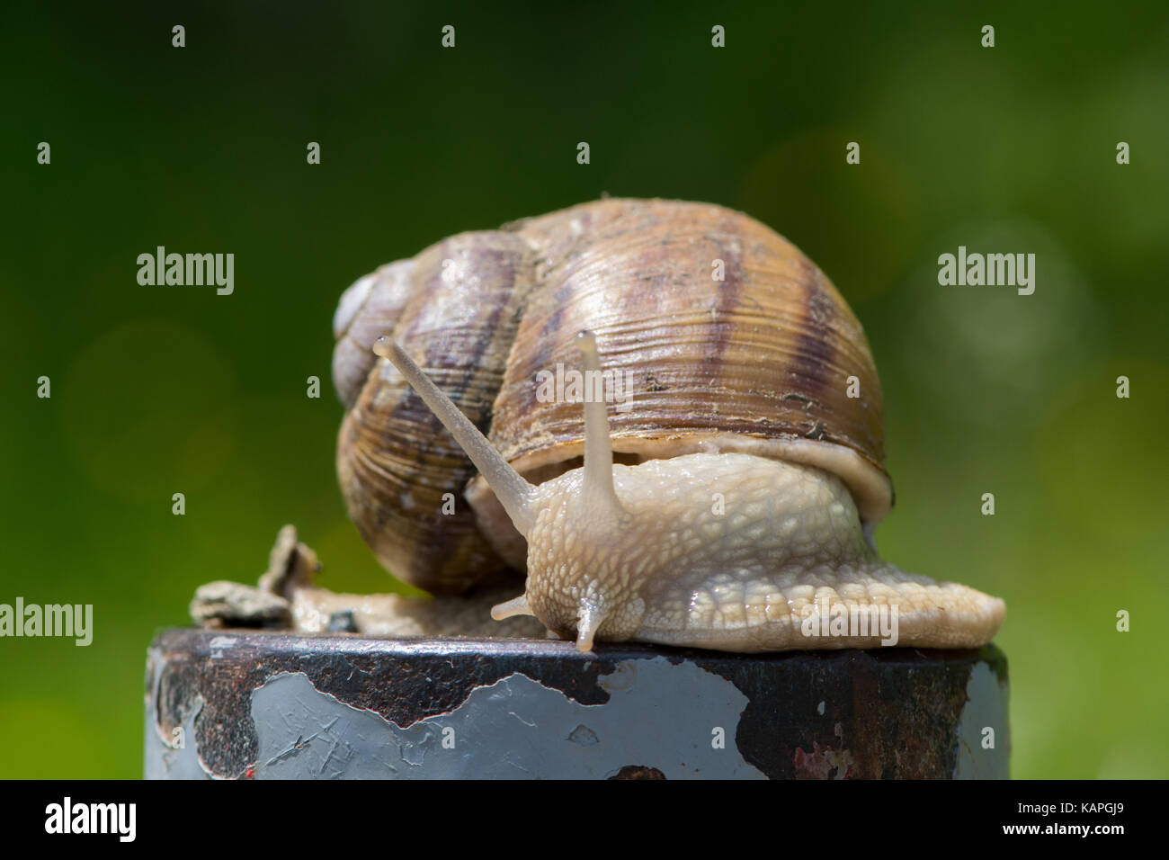 Small snail spiral shell hi-res stock photography and images - Alamy