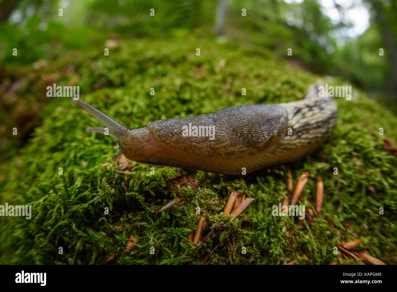Brown slug closeup wide angle Stock Photo - Alamy