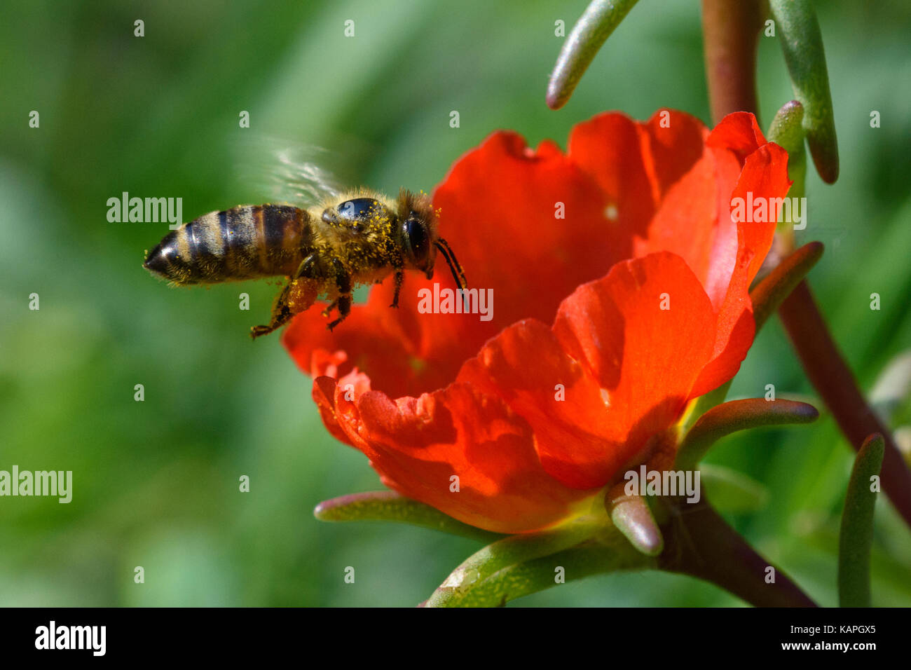 Honey Bee pollinating flower, Close Up Macro Stock Photo - Alamy