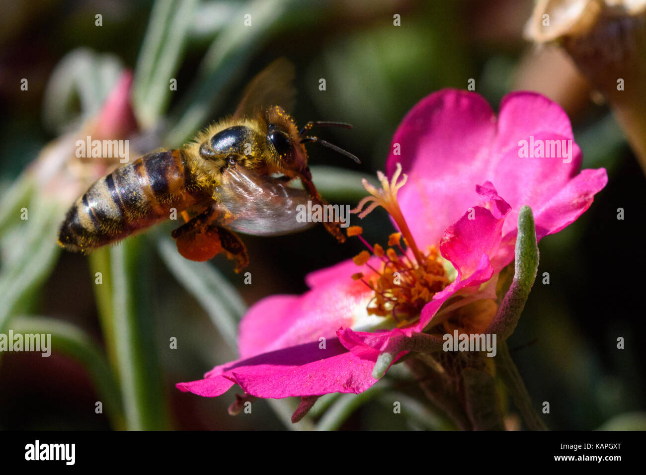 Honey Bee pollinating flower, Close Up Macro Stock Photo - Alamy