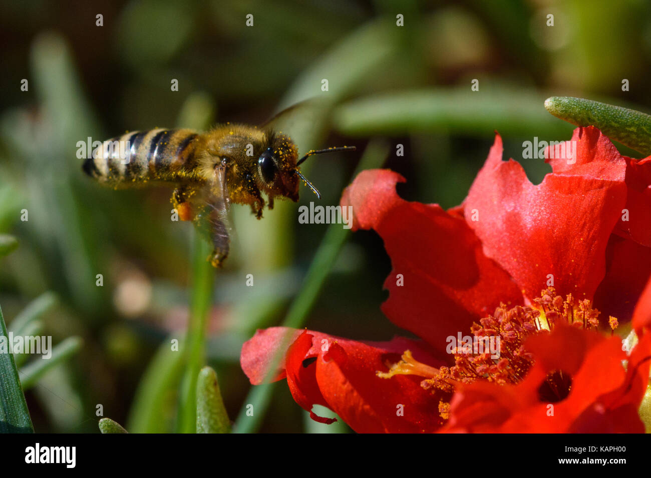 Honey Bee pollinating flower, Close Up Macro Stock Photo - Alamy