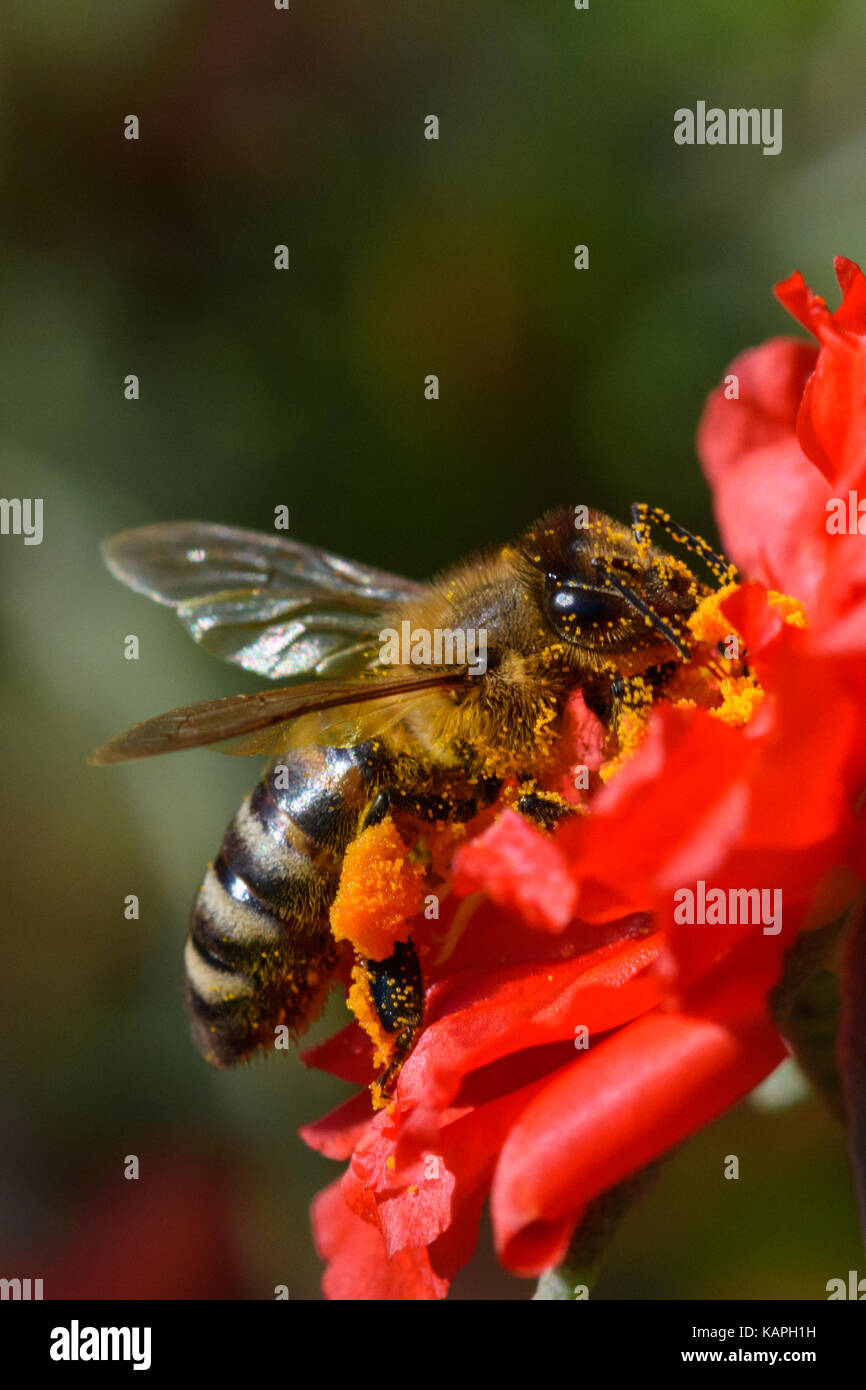 Honey Bee pollinating flower, Close Up Macro Stock Photo - Alamy