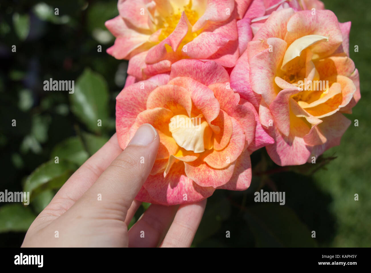 Hand holding some roses in the rose garden Stock Photo - Alamy