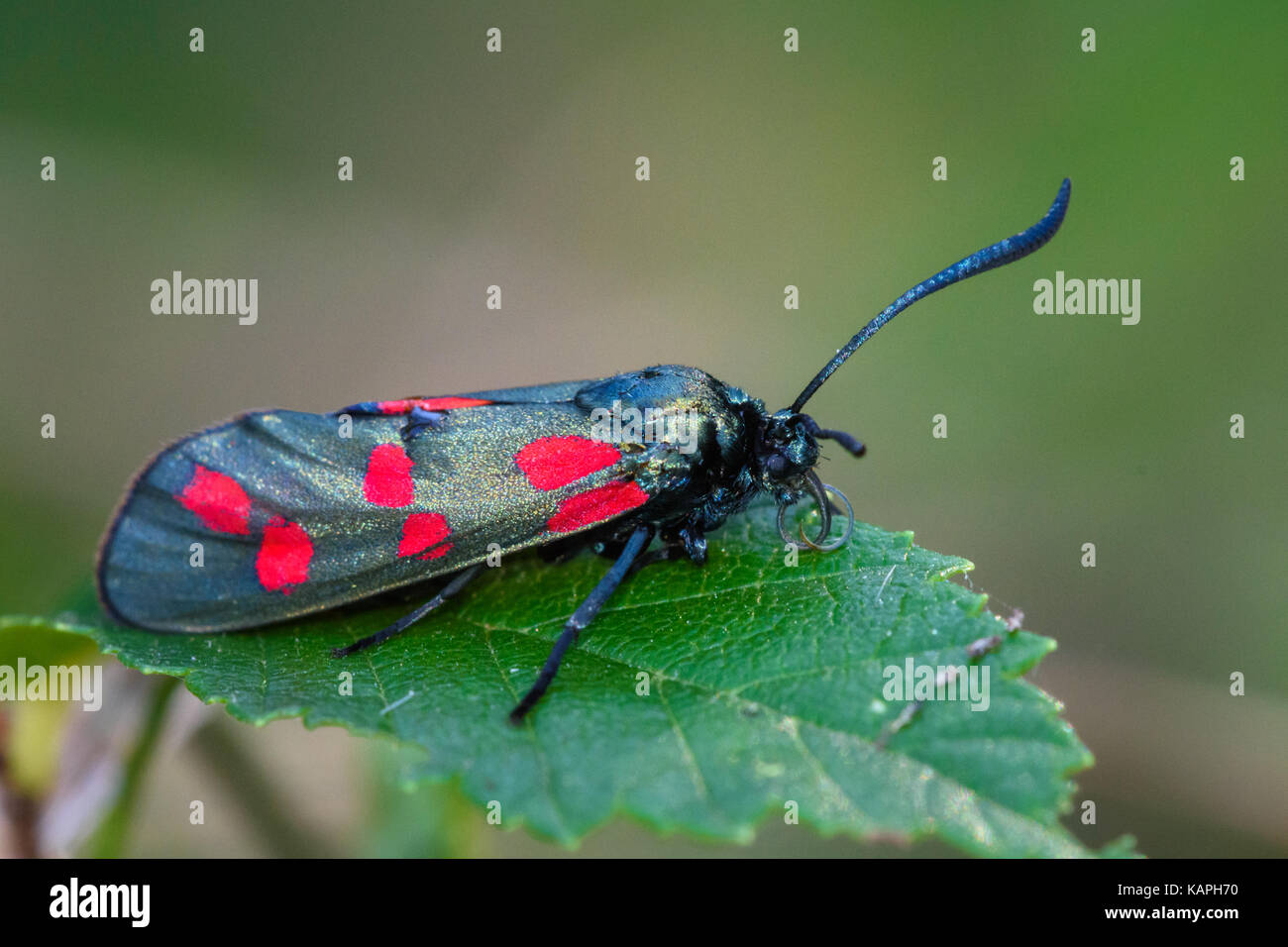 Six-spot day time moth closeup Stock Photo - Alamy