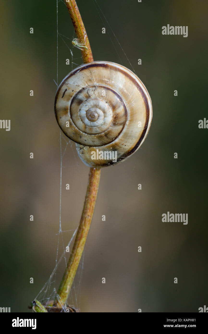 Spiral snail edible shell hi-res stock photography and images - Alamy