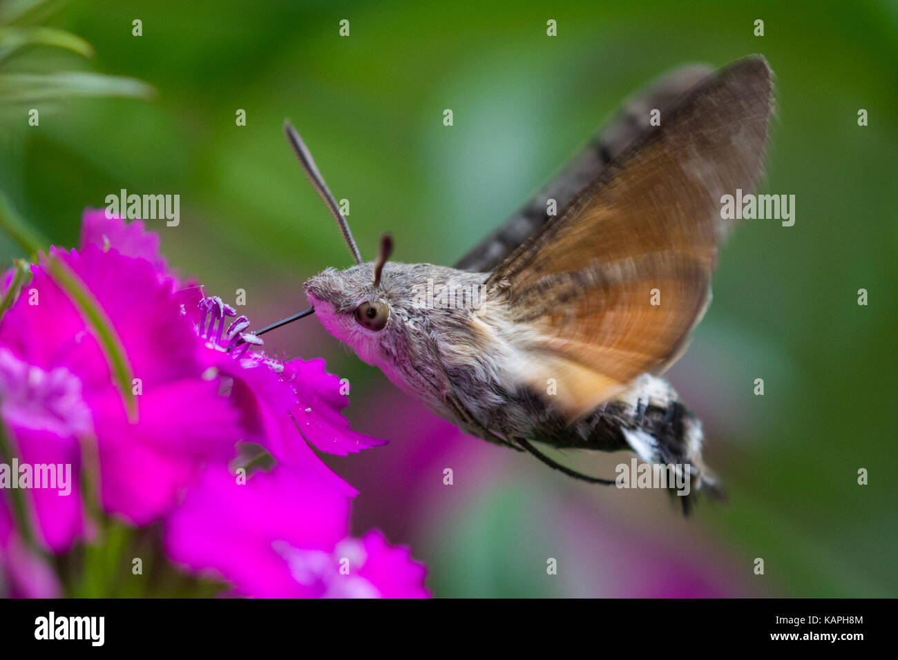 Hummingbird hawk-moth closeup Stock Photo - Alamy