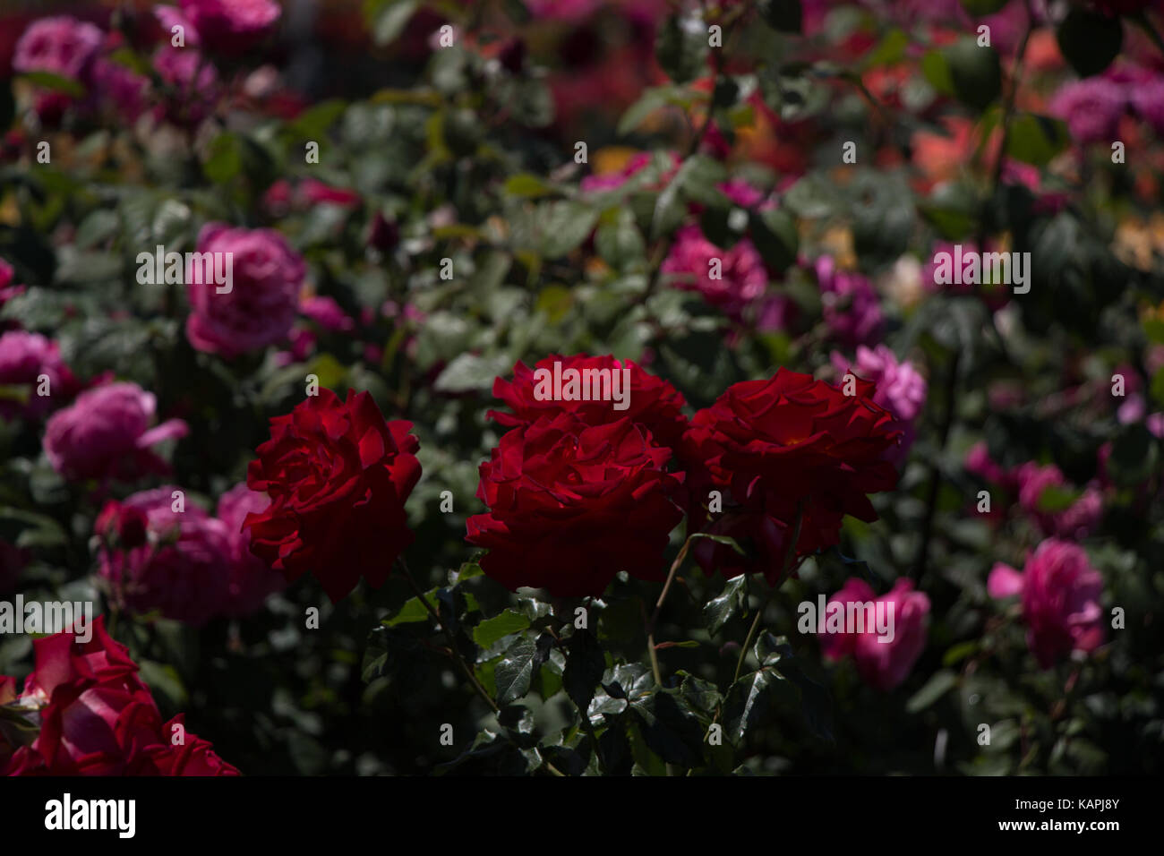 Rose garden full of beautiful fresh roses Stock Photo - Alamy