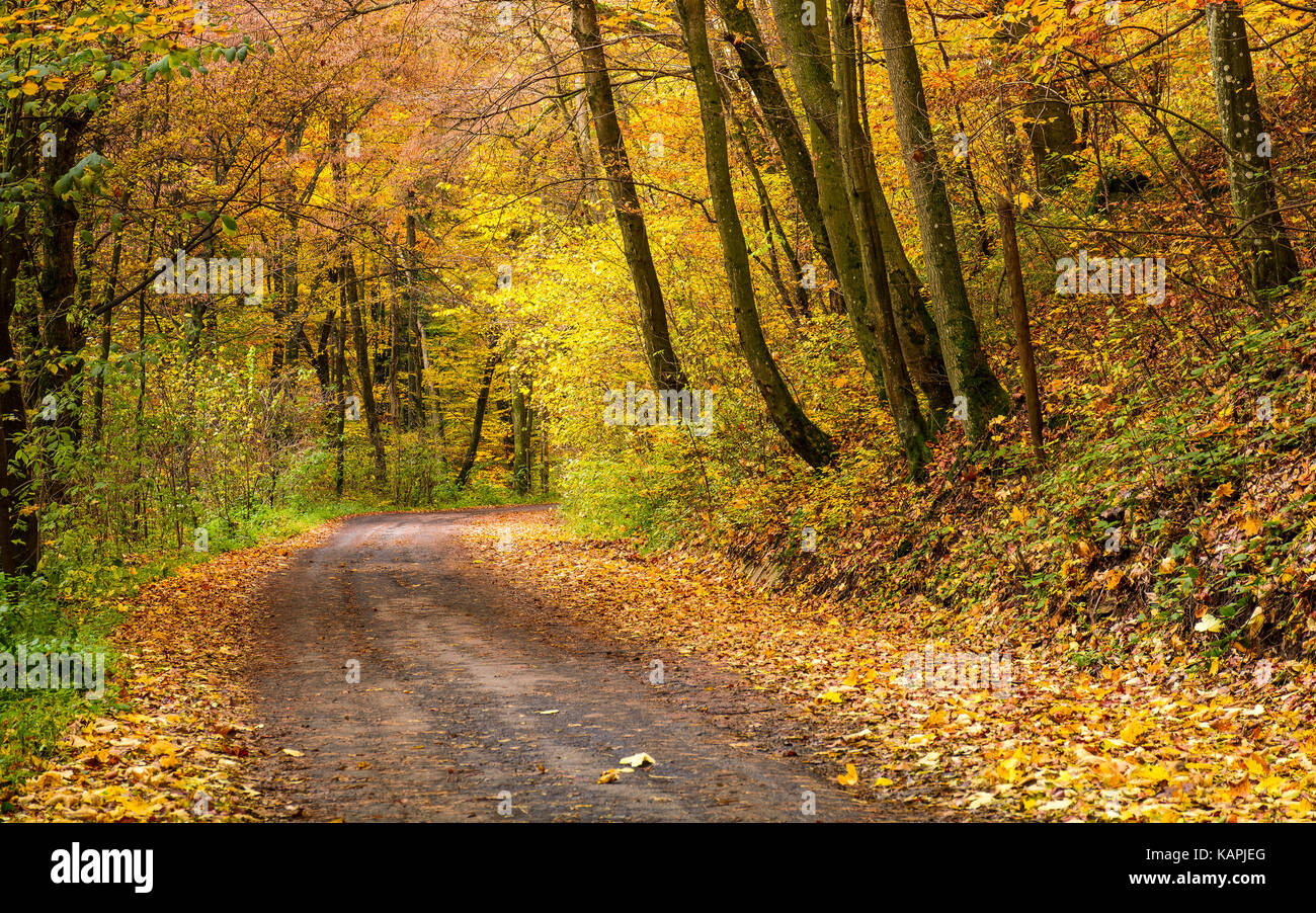 road turnaround in autumn forest. beautiful nature scenery with lots of ...