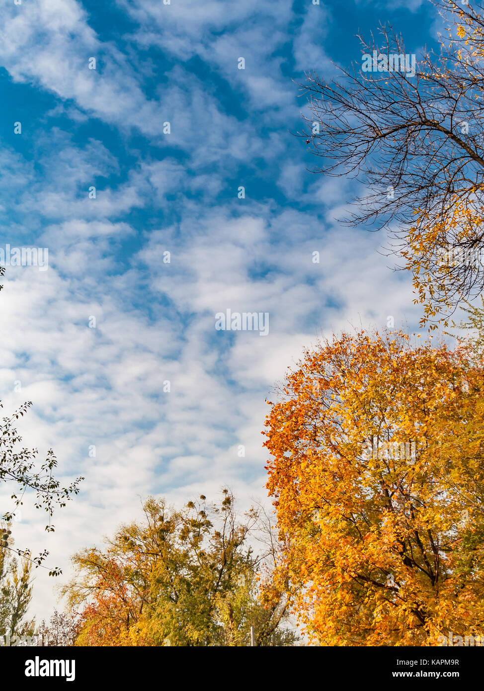 Golden yellow trees in a public park in the fall with a blue sky Stock ...