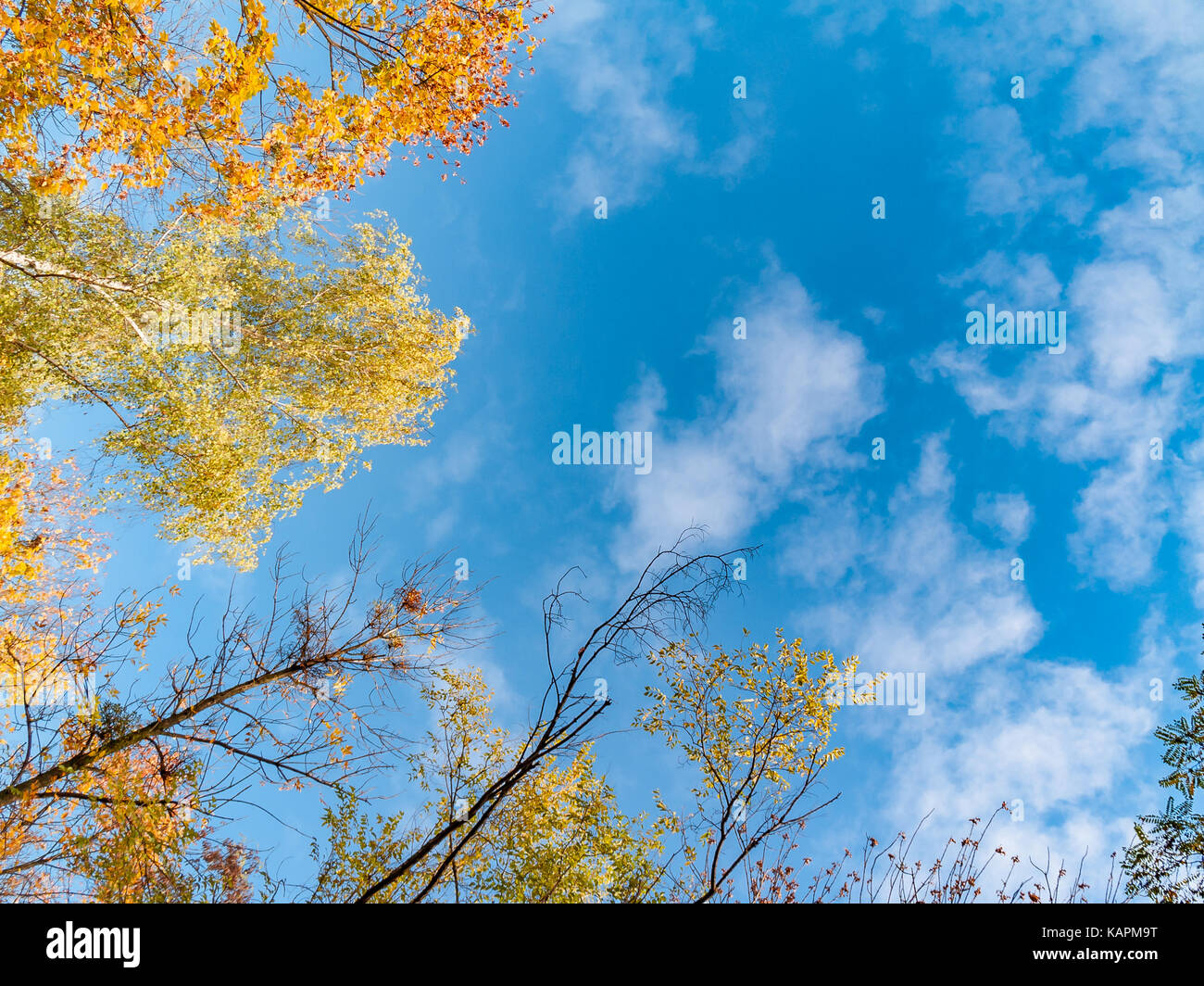 Golden yellow trees in a public park in the fall with a blue sky Stock ...