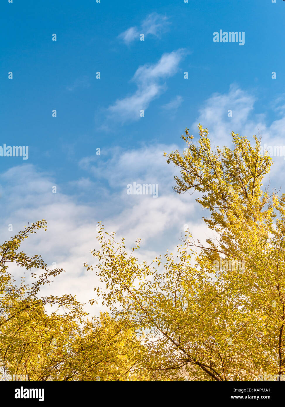 Golden yellow trees in a public park in the fall with a blue sky Stock ...