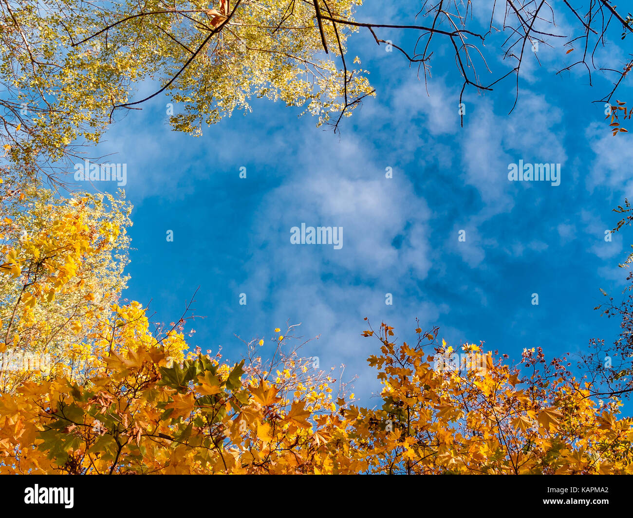 Golden yellow trees in a public park in the fall with a blue sky Stock ...