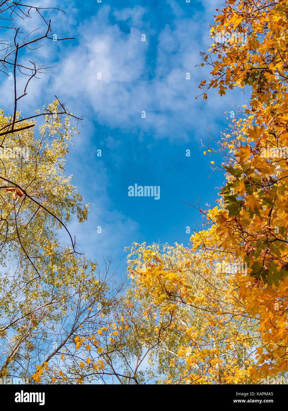 Golden yellow trees in a public park in the fall with a blue sky Stock ...