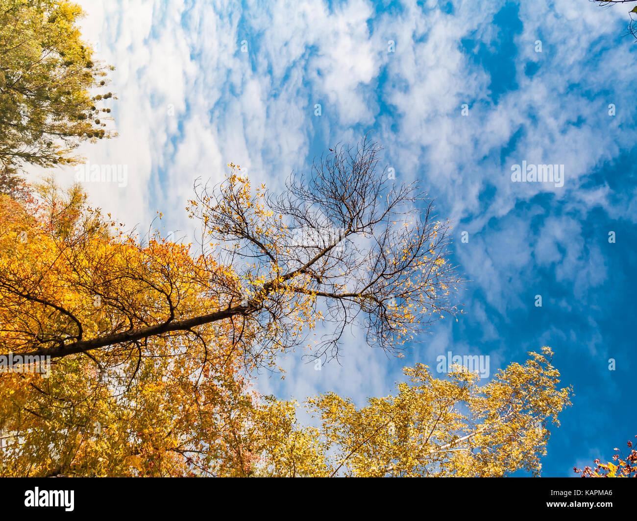 Golden yellow trees in a public park in the fall with a blue sky Stock ...