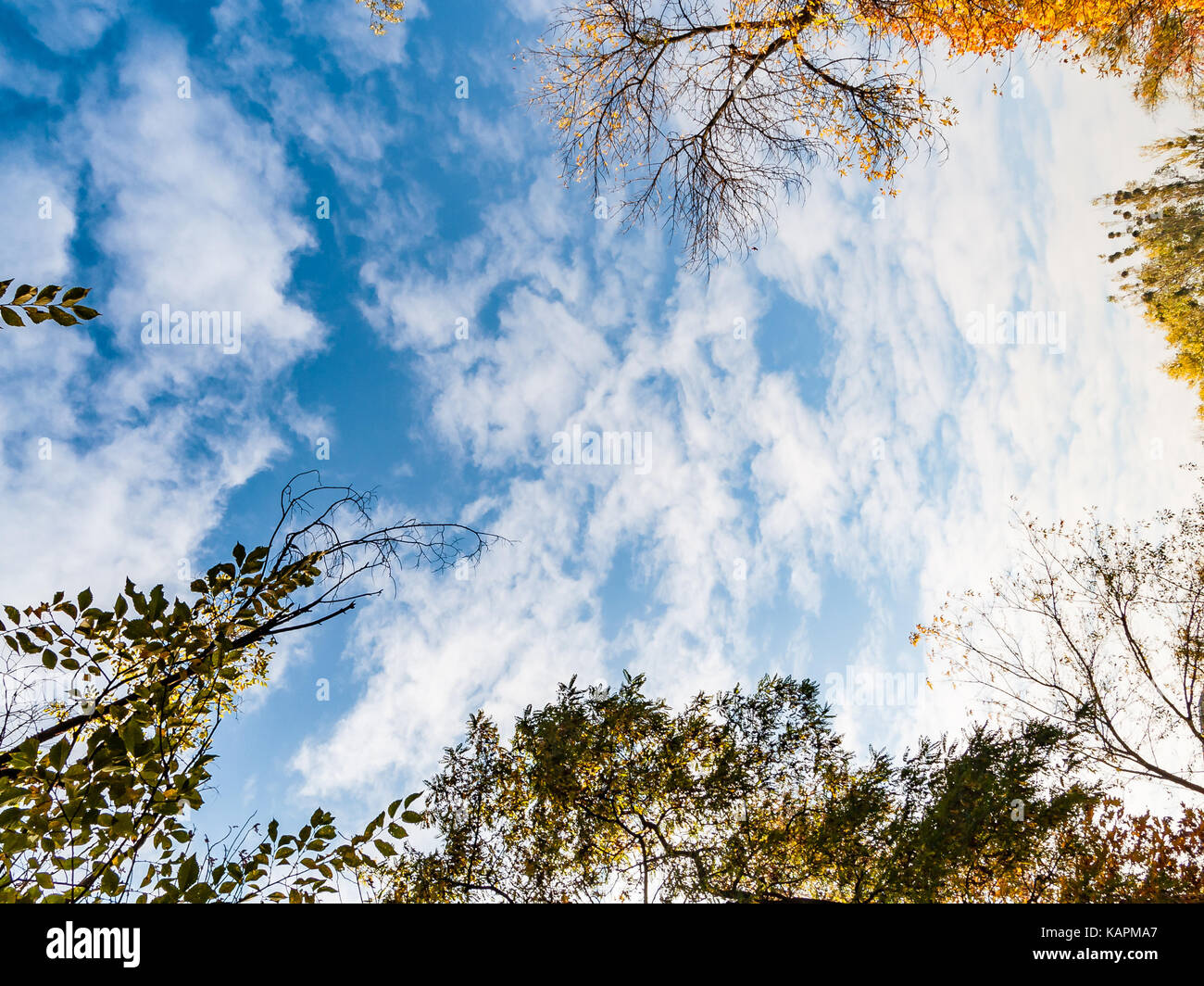 Golden yellow trees in a public park in the fall with a blue sky Stock ...