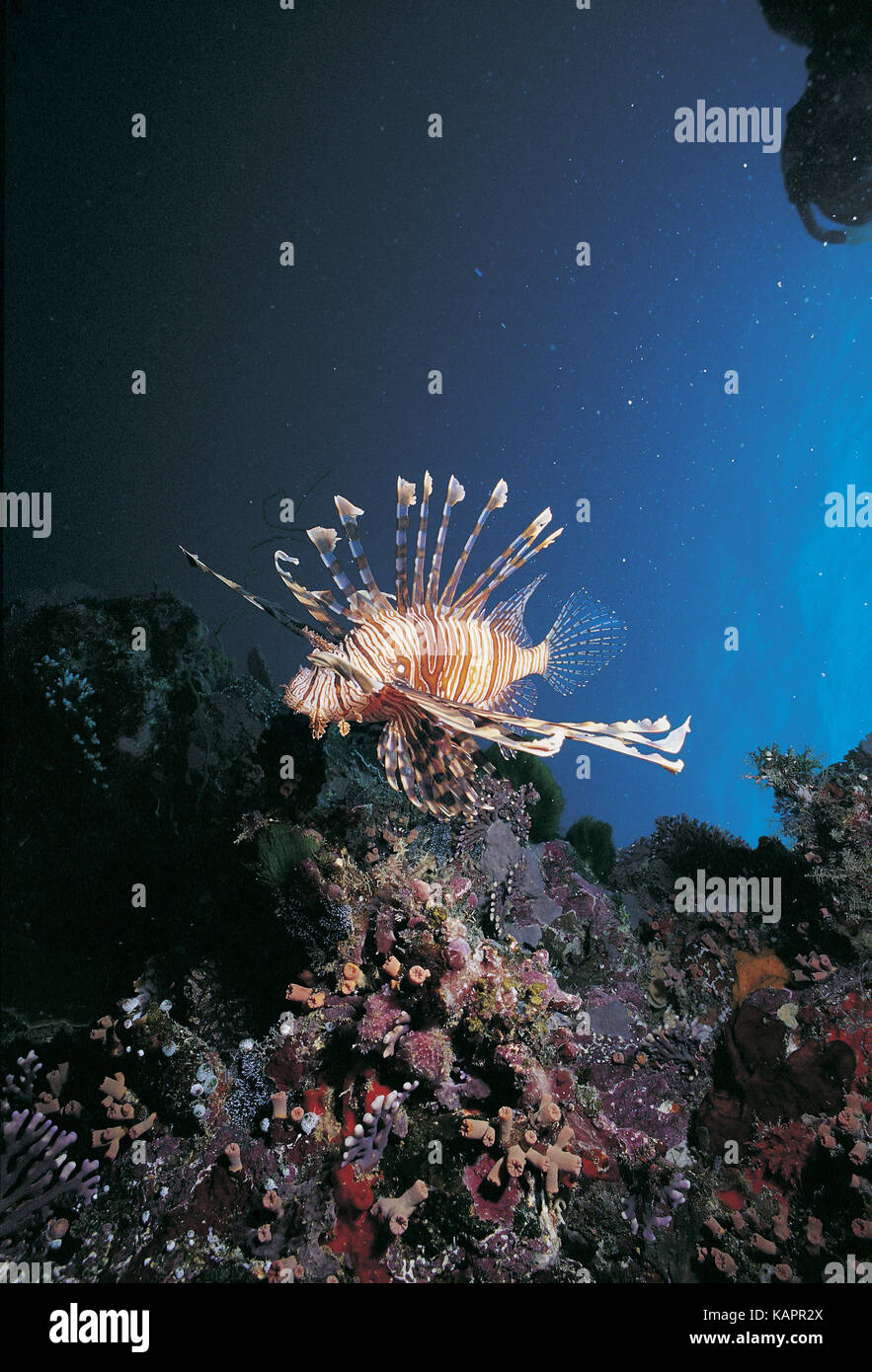Red lionfish (Pterois volitans), Great Barrier Reef, Queensland ...