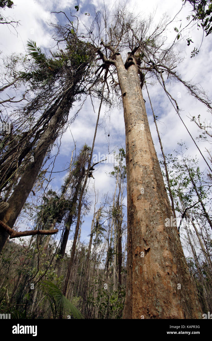 Rainforest destroyed by Cyclone Larry that left most rainforest trees ...