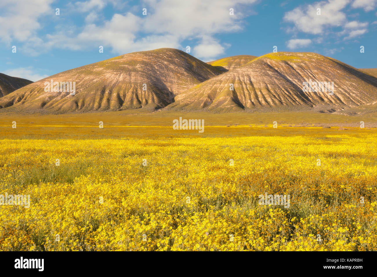 Temblor range grasslands mountains flowers clouds hi-res stock ...
