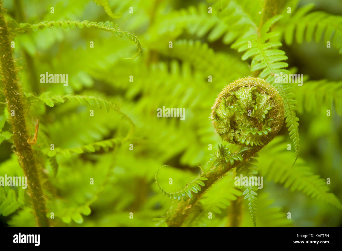 fern unrolling young frond Stock Photo - Alamy