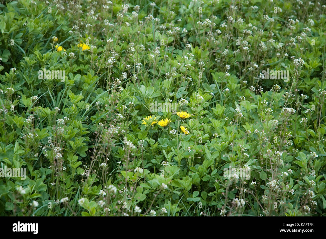 Manuring hi-res stock photography and images - Alamy