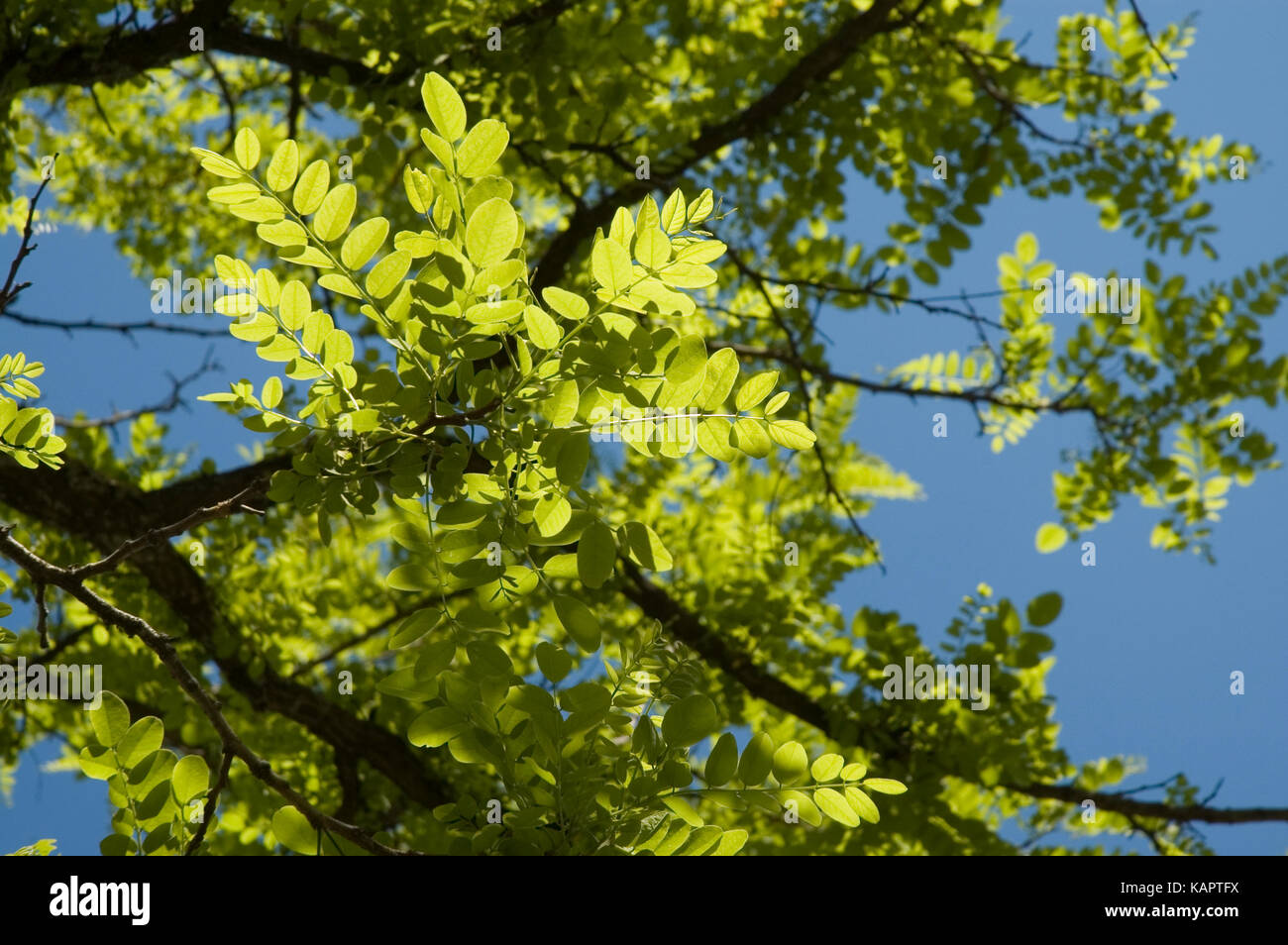green leaves of a robinia in spring Stock Photo - Alamy