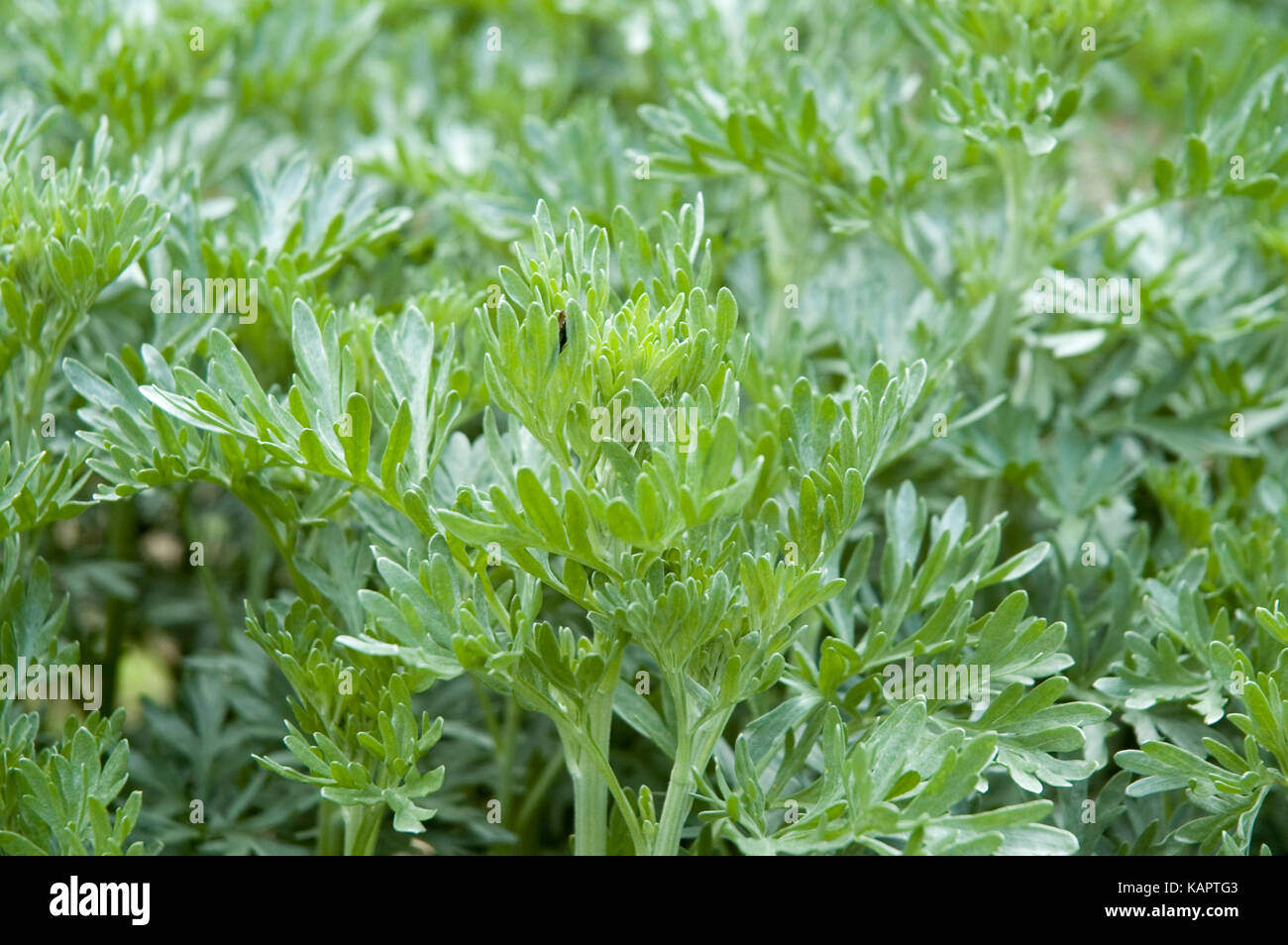 Artemisia absinthium hi-res stock photography and images - Alamy