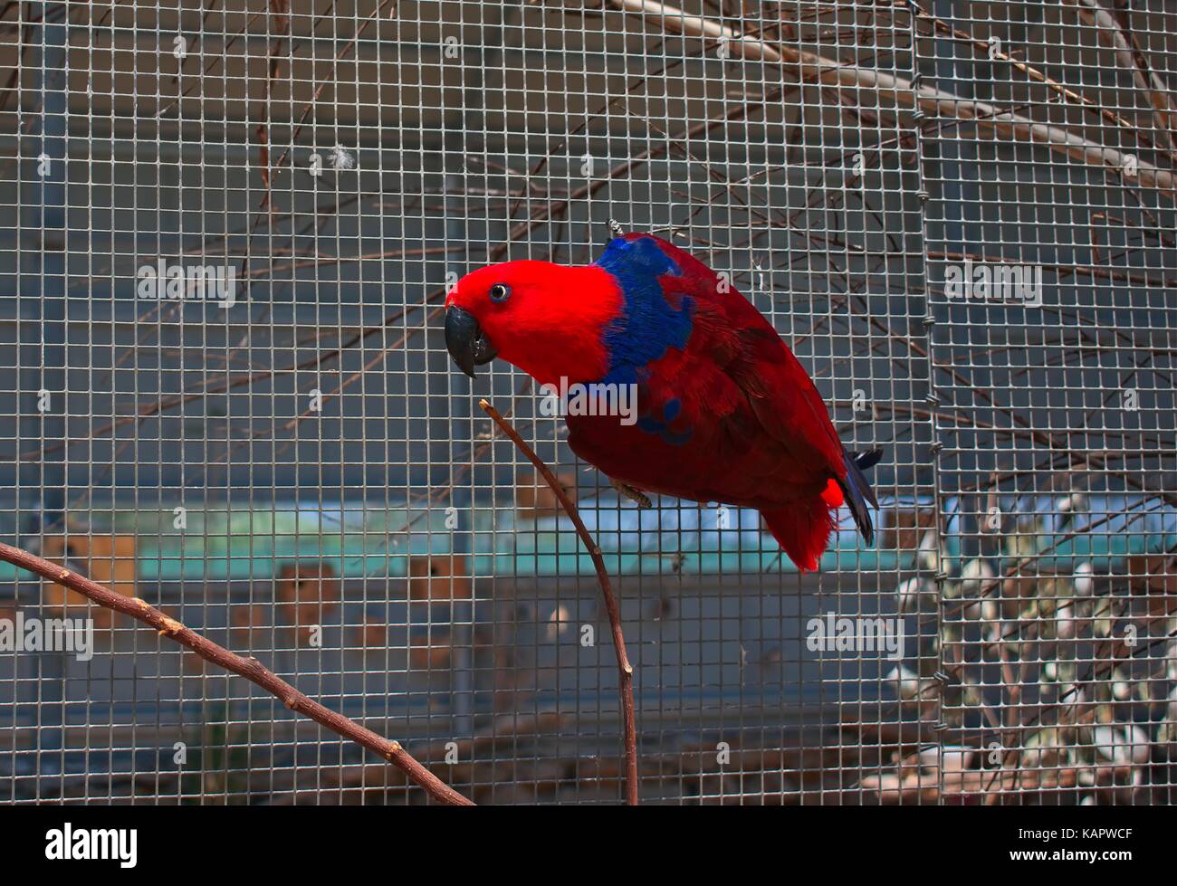 Female Eclectus Parrot Stock Photo - Alamy