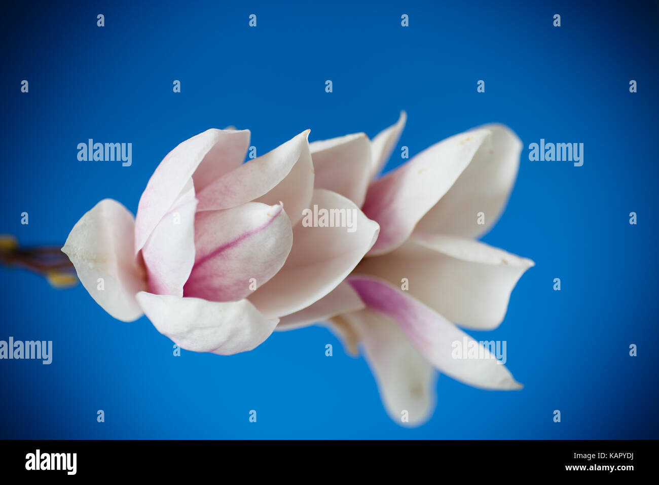 Beautiful pink magnolia flower Stock Photo - Alamy