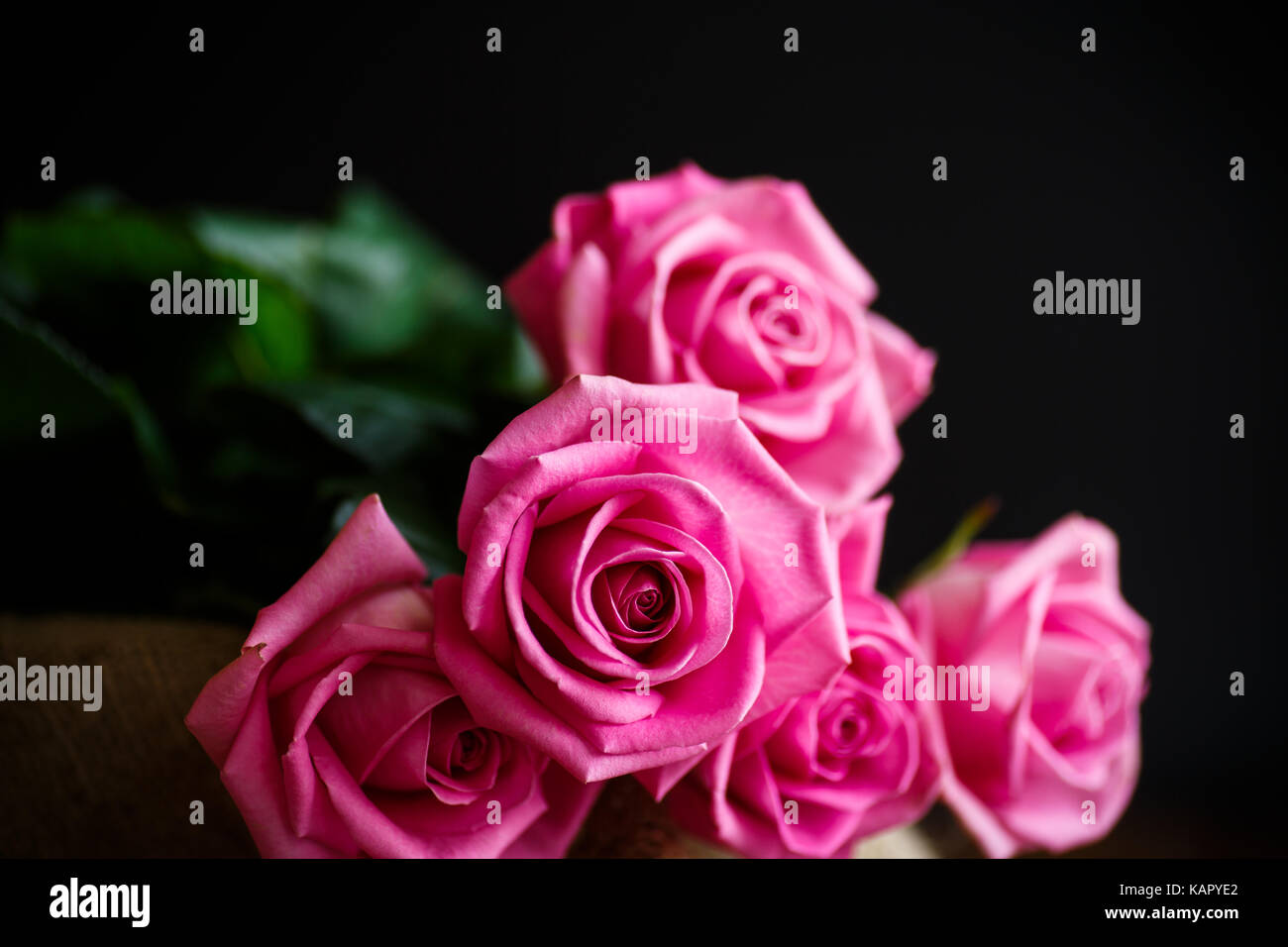 Beautiful pink rose Stock Photo - Alamy