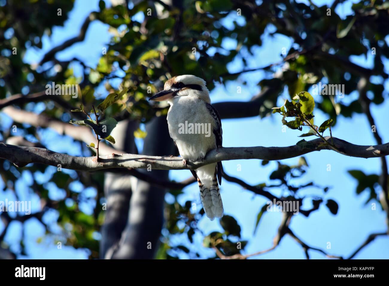 Laughing kookaburra- Australian native bird, Sunshine Coast, Queensland ...