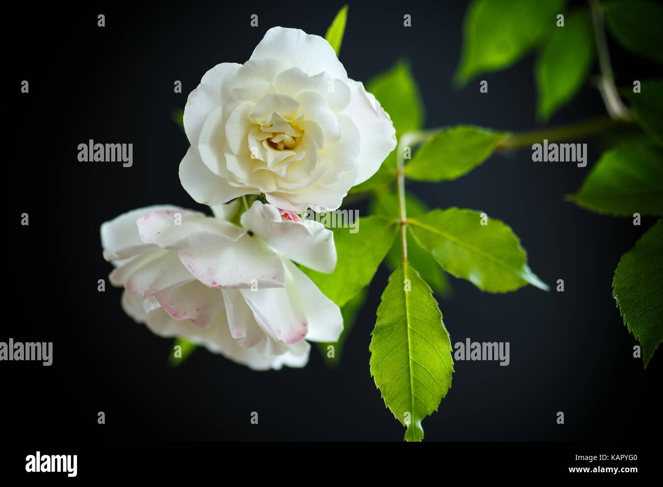 Blooming beautiful white rose Stock Photo - Alamy