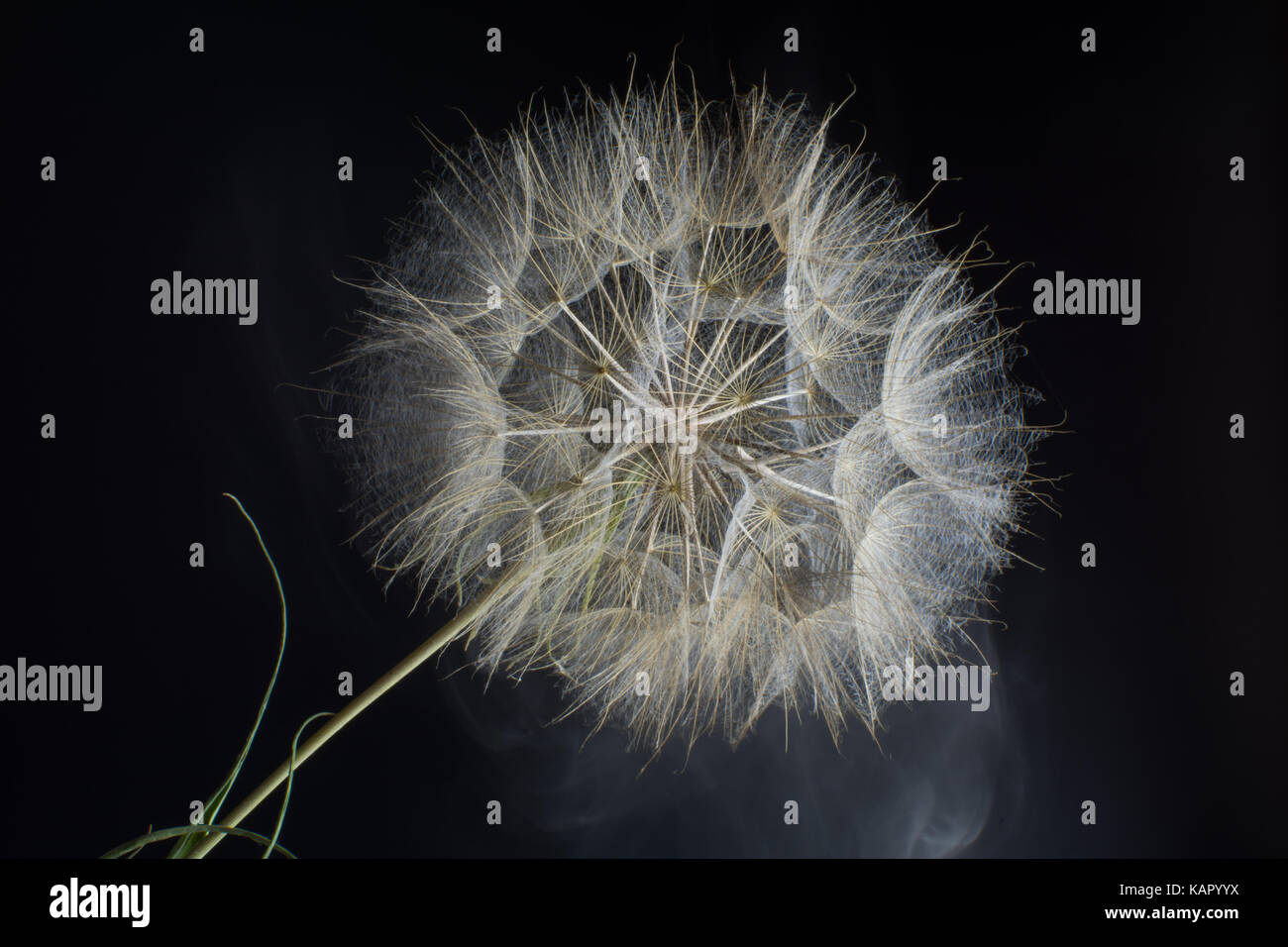 Family summer blowing dandelion hi-res stock photography and images - Alamy
