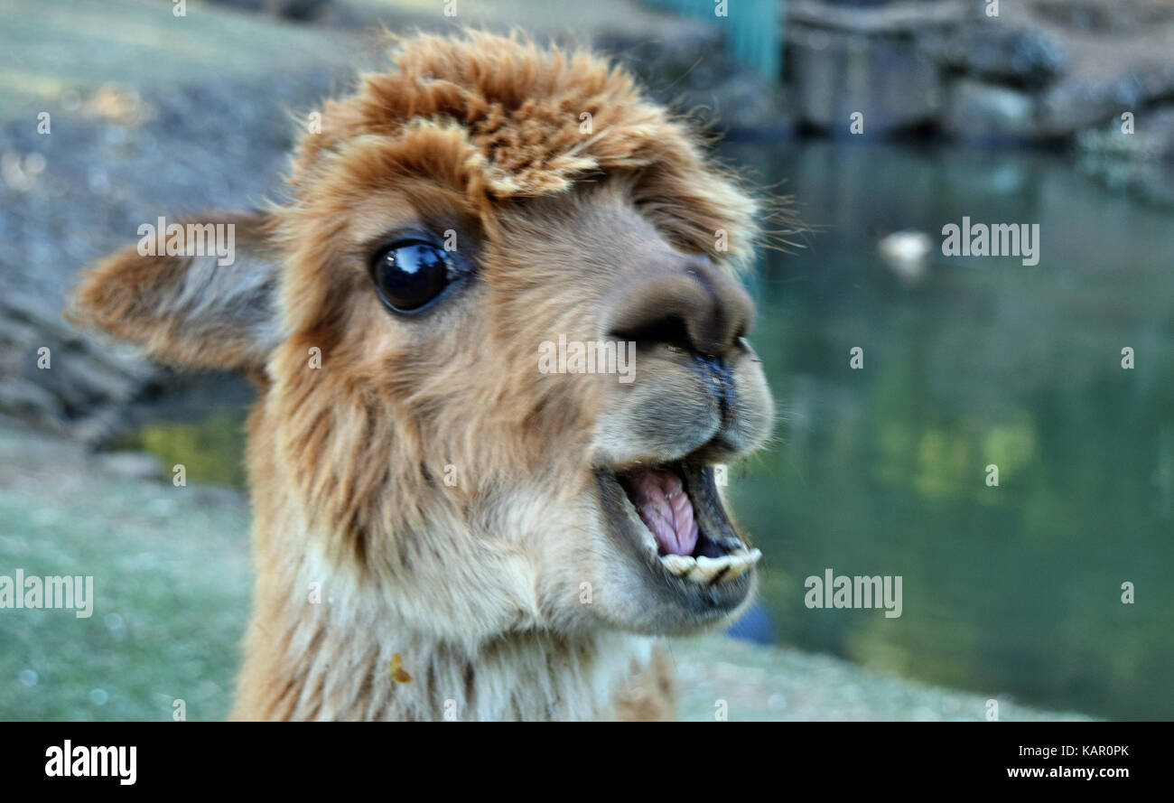 A beautiful and funny brown lama laughing on a farm in Australia Stock ...