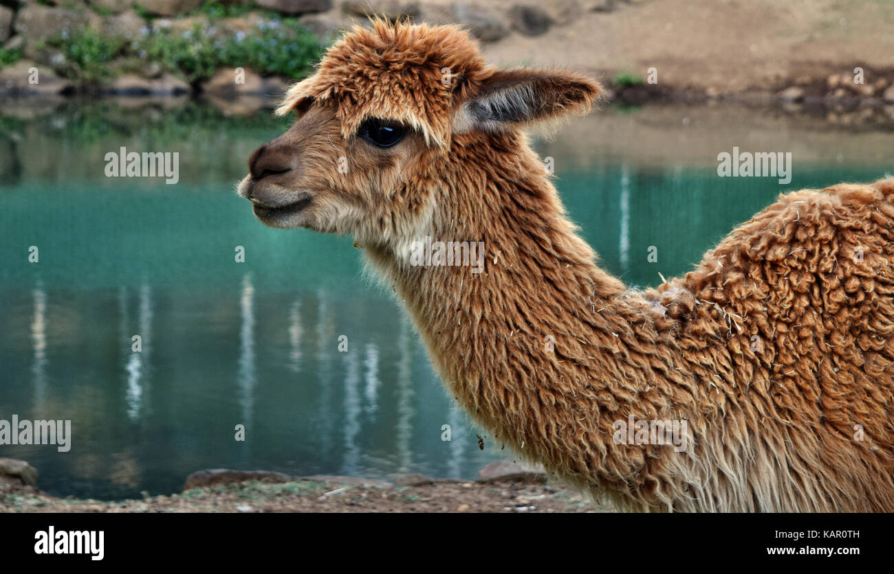 A beautiful and funny brown lama smile on a farm in Australia Stock ...