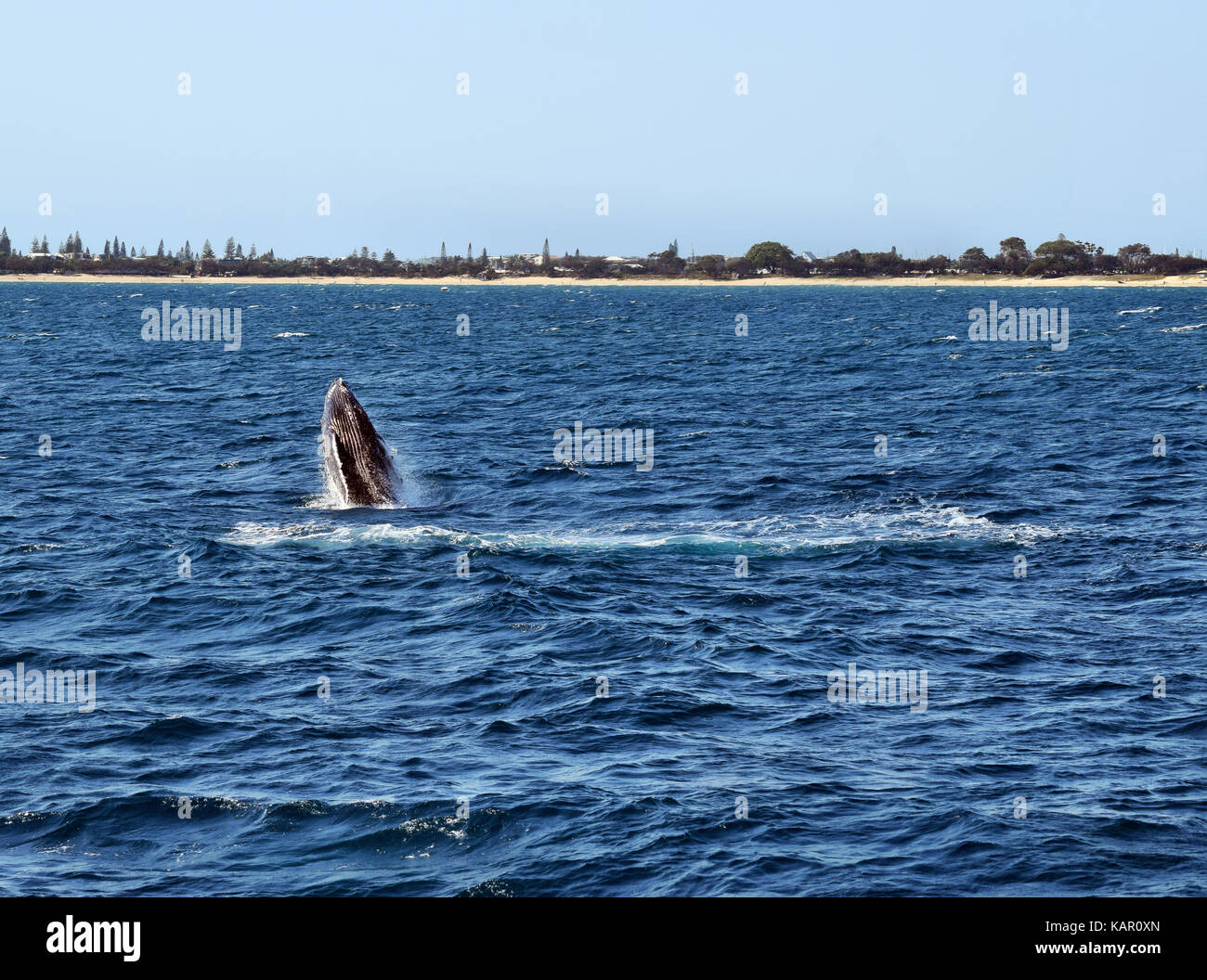 Mooloolaba whale hi-res stock photography and images - Alamy