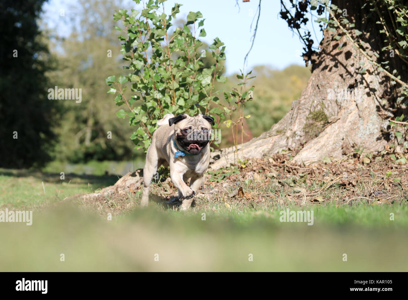 Fawn colored male hi-res stock photography and images - Alamy