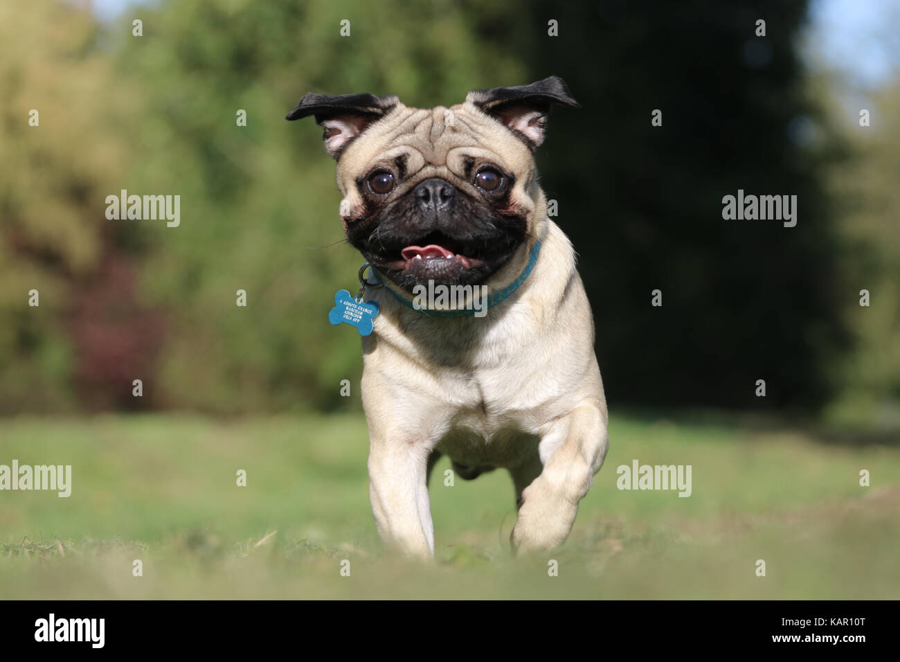 One year old fawn male Pug Stock Photo - Alamy