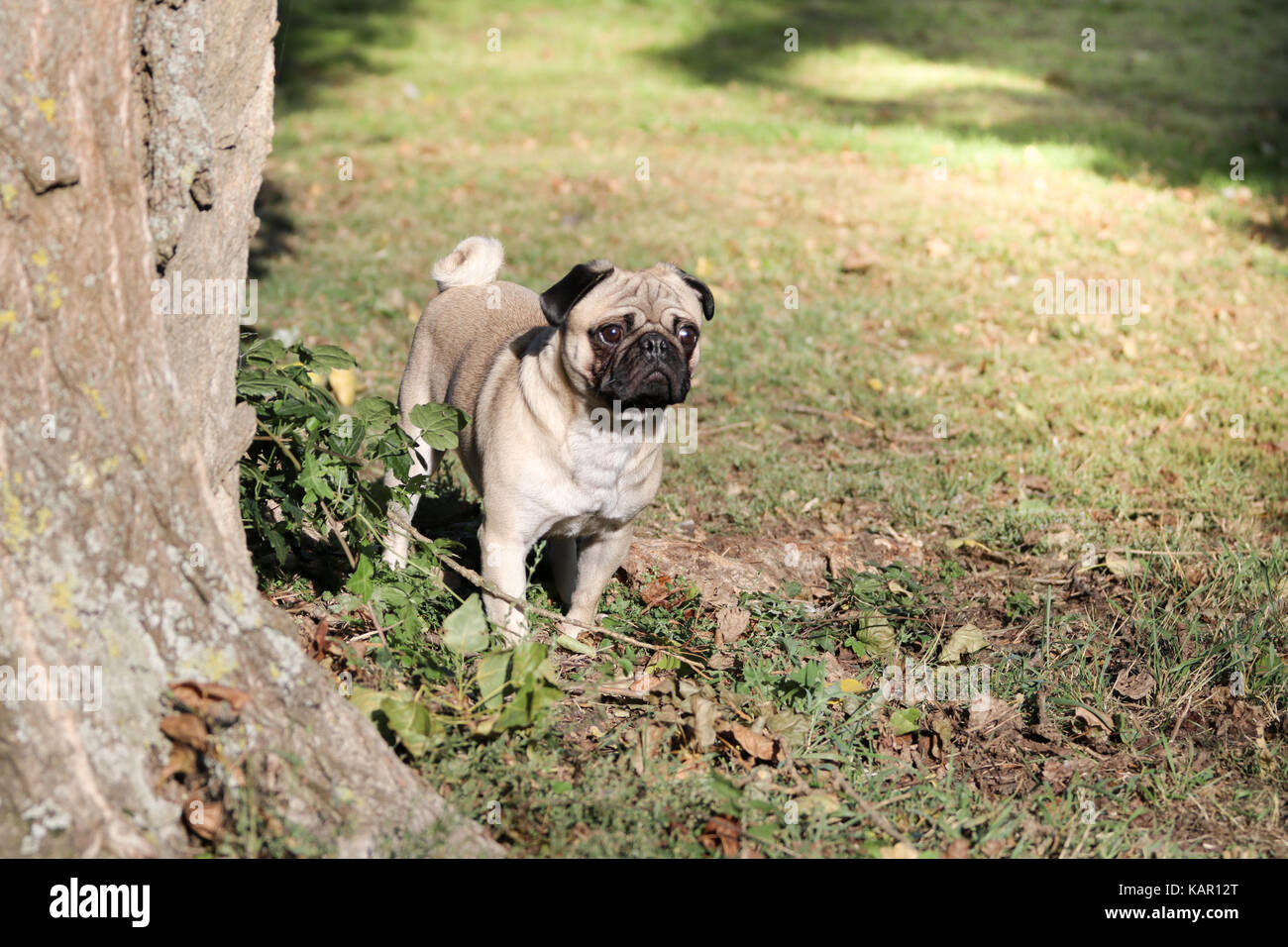 One year old fawn male Pug Stock Photo - Alamy