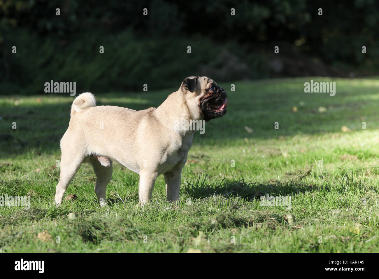 One year old fawn male Pug Stock Photo - Alamy