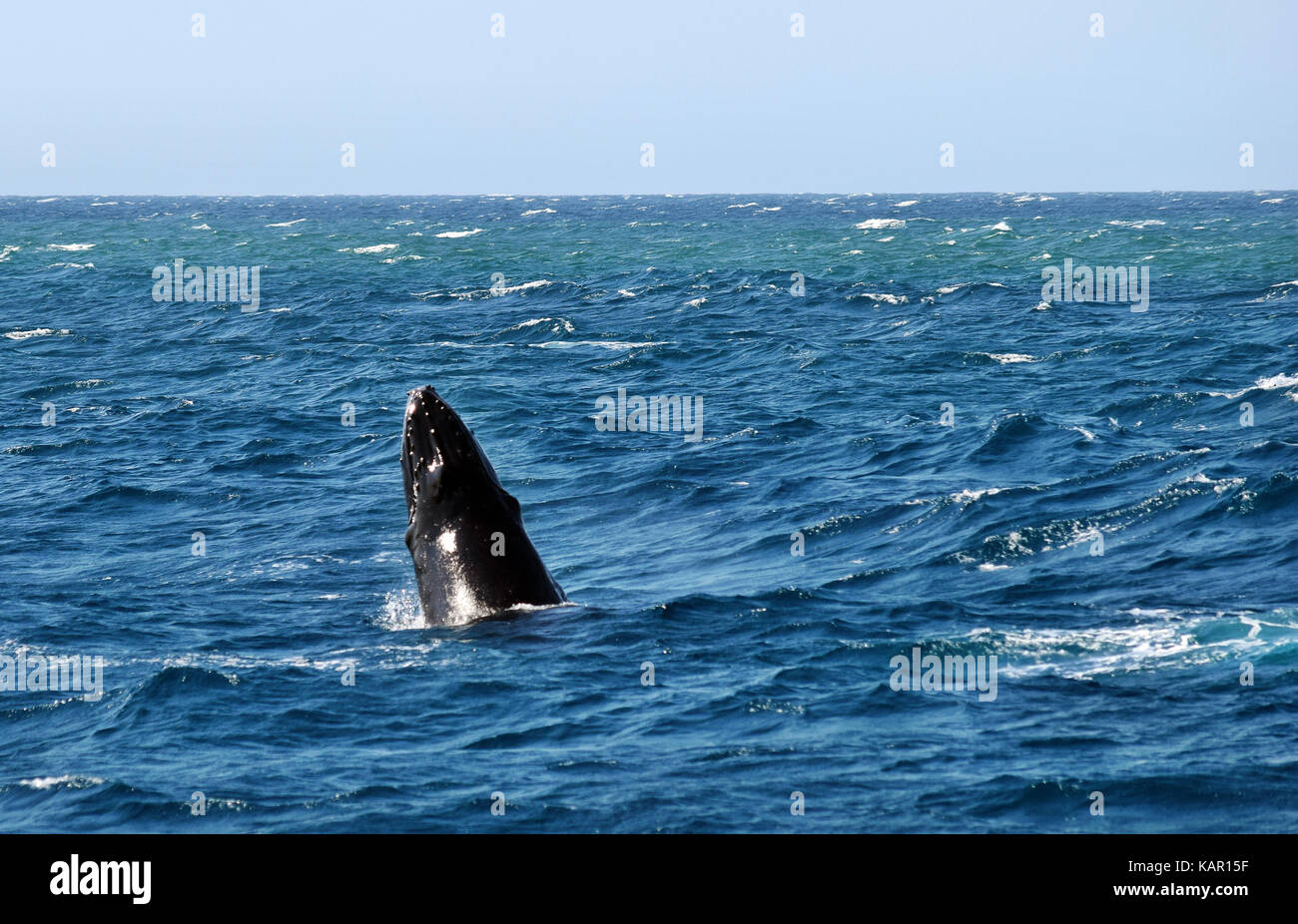 Mooloolaba whale hi-res stock photography and images - Alamy