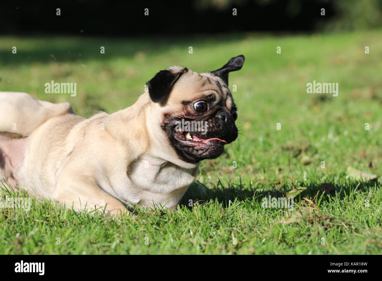 One year old fawn male Pug Stock Photo - Alamy