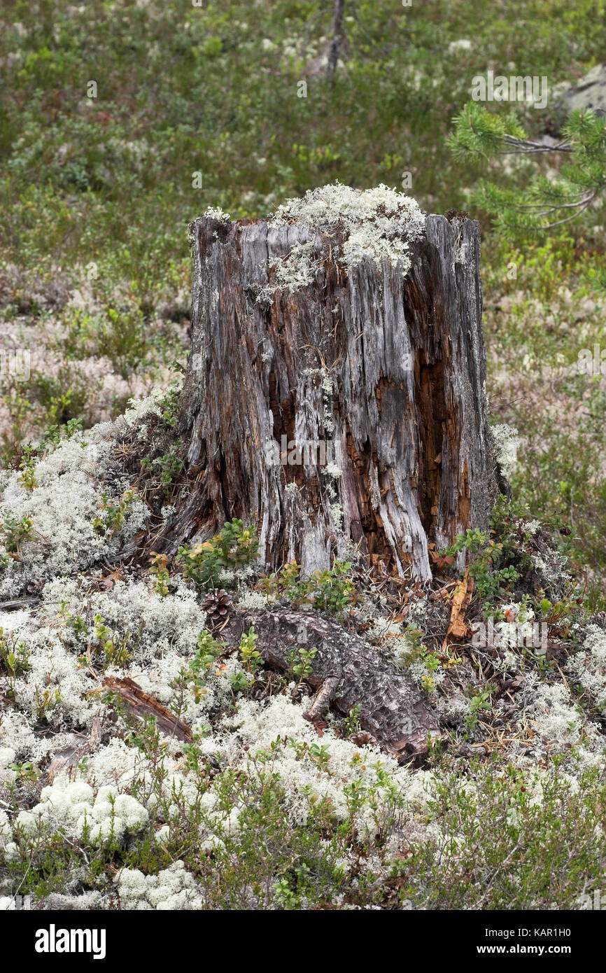 Tree stump, Baumstumpf Stock Photo - Alamy