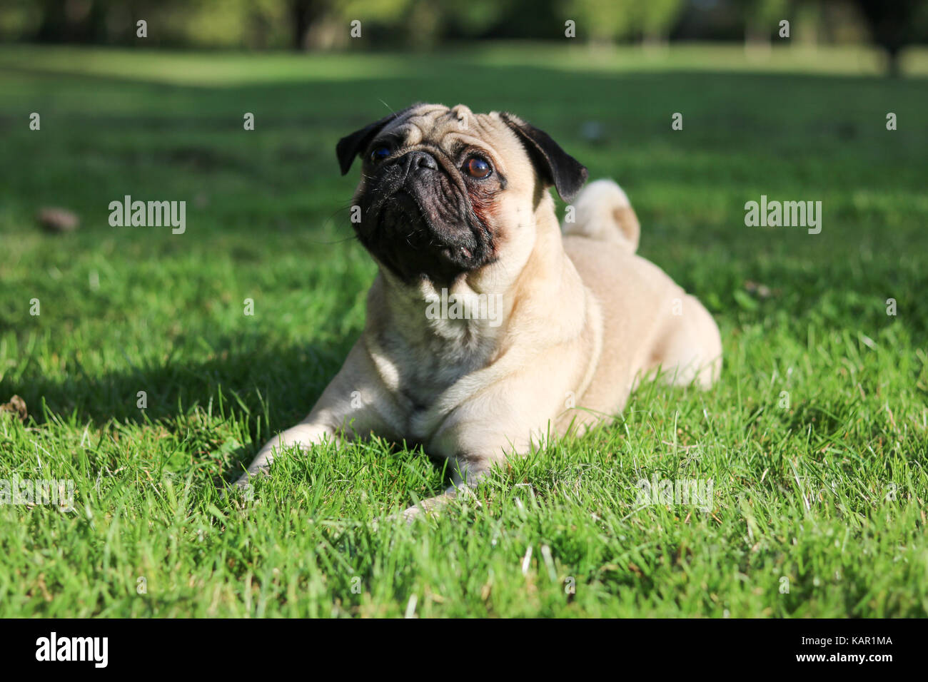 One year old fawn male Pug Stock Photo - Alamy