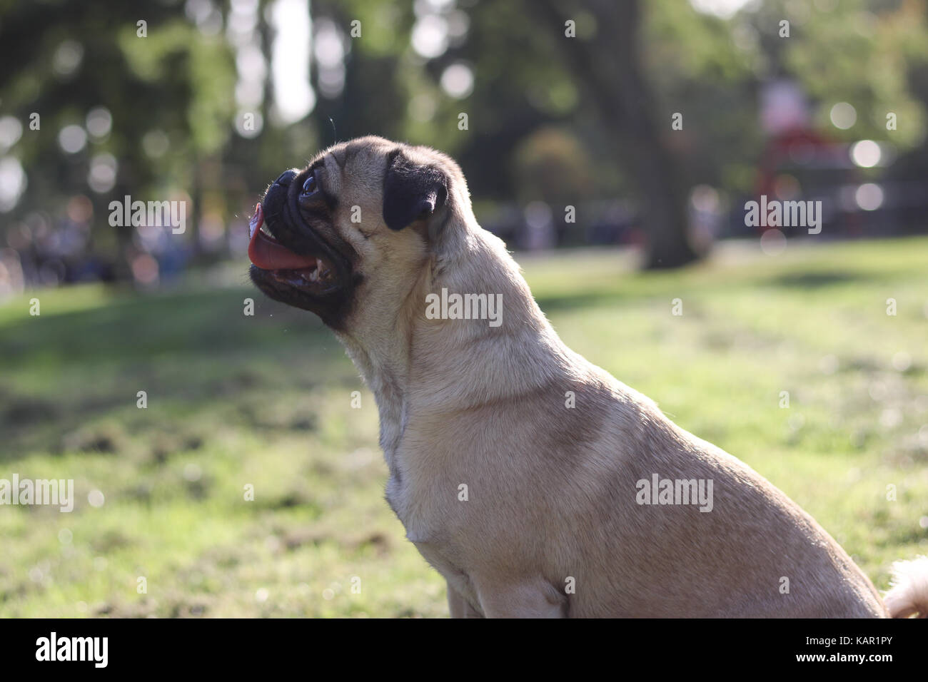 One year old fawn male Pug Stock Photo - Alamy
