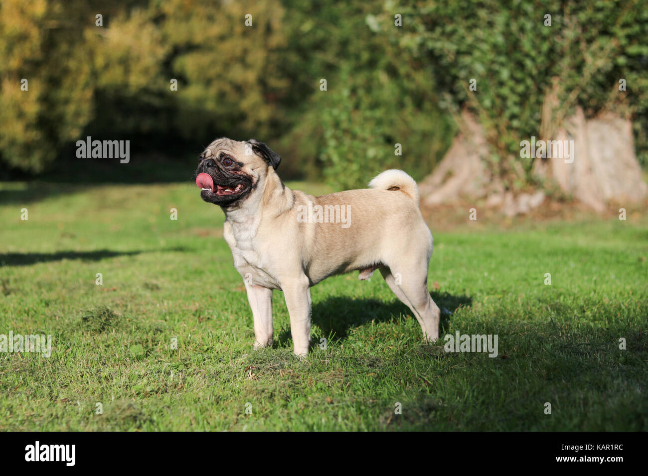 One year old fawn male Pug Stock Photo - Alamy