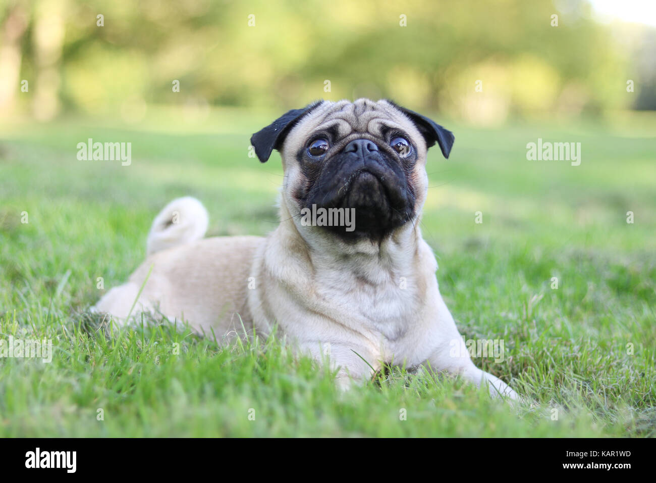 One year old fawn male Pug Stock Photo - Alamy