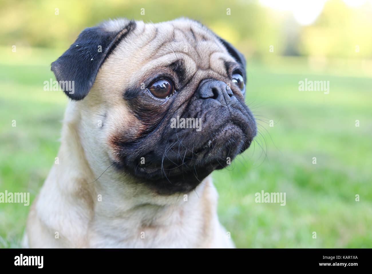 One year old fawn male Pug Stock Photo - Alamy