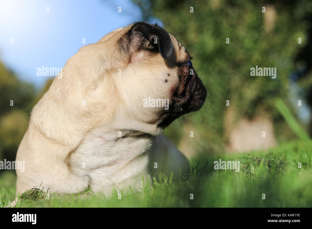 One year old fawn male Pug Stock Photo - Alamy