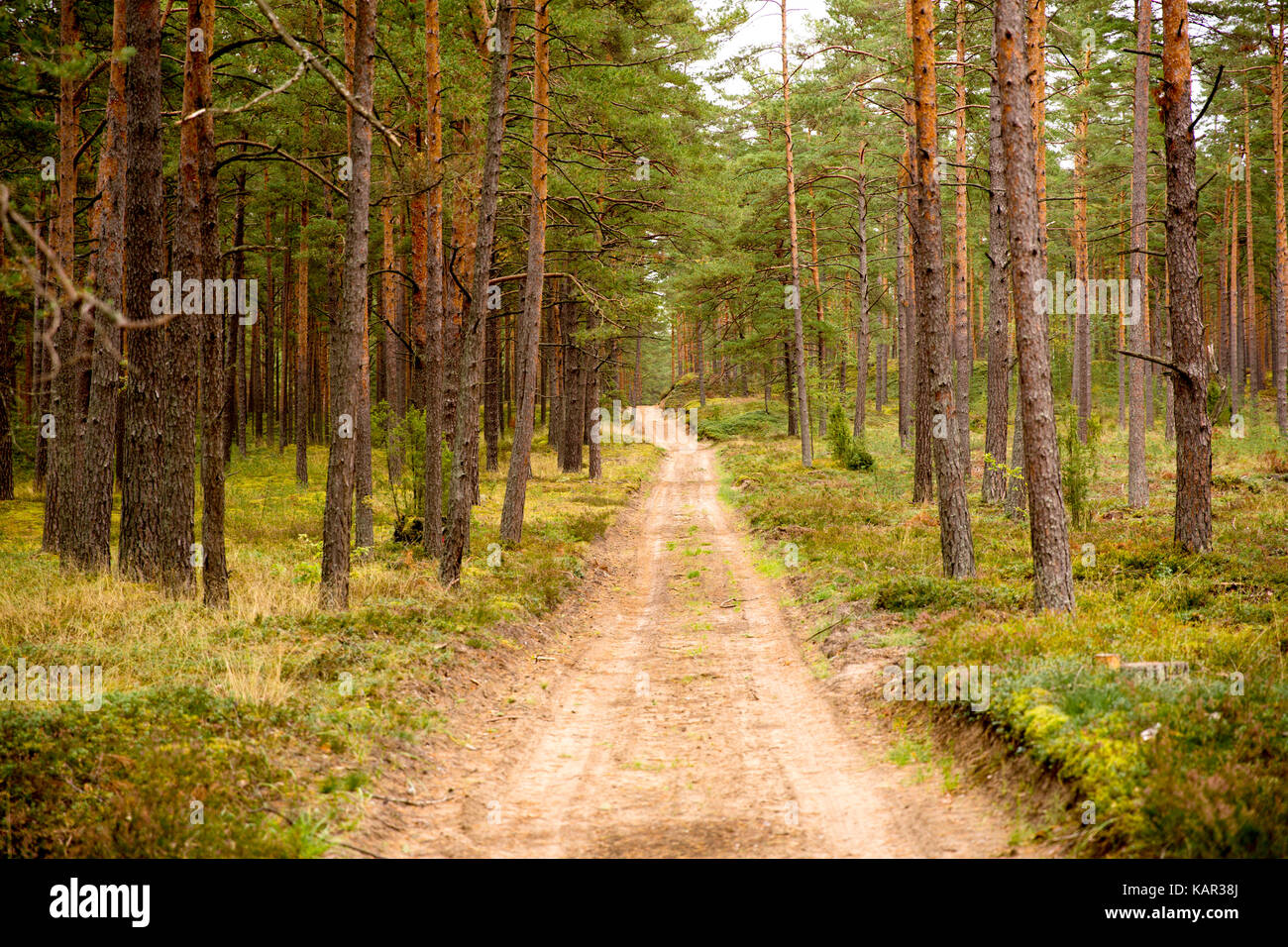 Dark mysterious forest road, path Stock Photo - Alamy